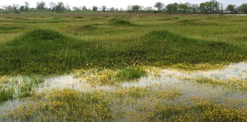 Vernal Pools (Prairie City SVRA)