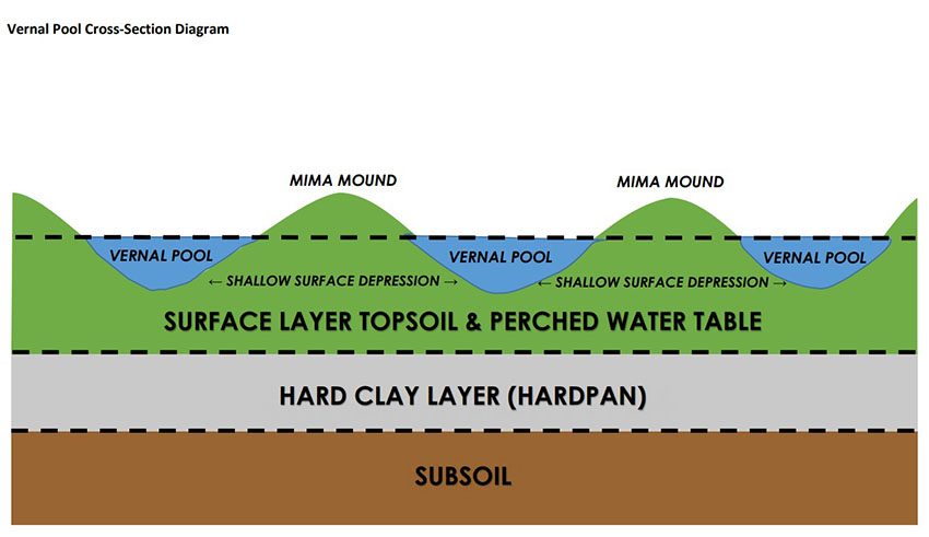 Vernal Pools (Prairie City SVRA)