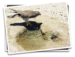 Sensitive Habitat Protection (Ocotillo Wells SVRA)