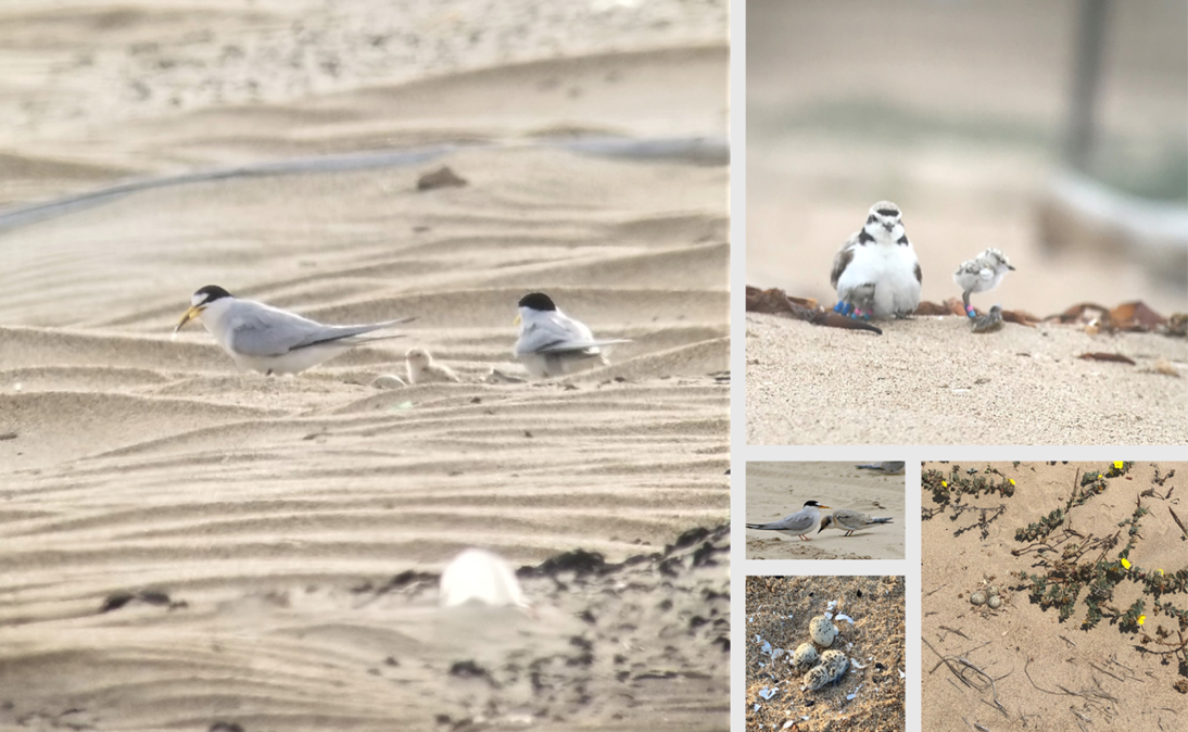 Shorebird Protection