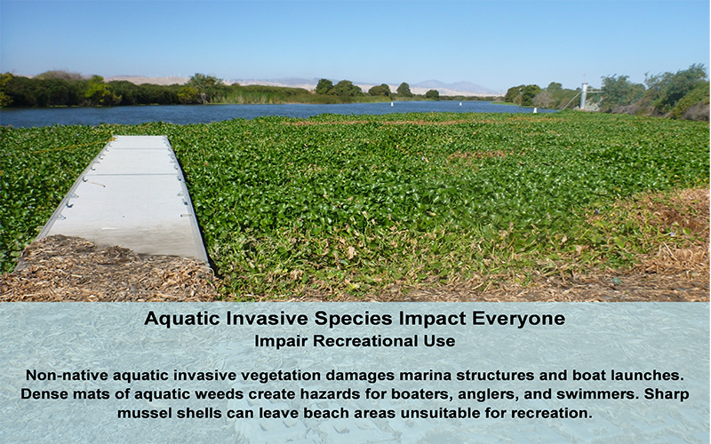 Aquatic Invasive Species Programs