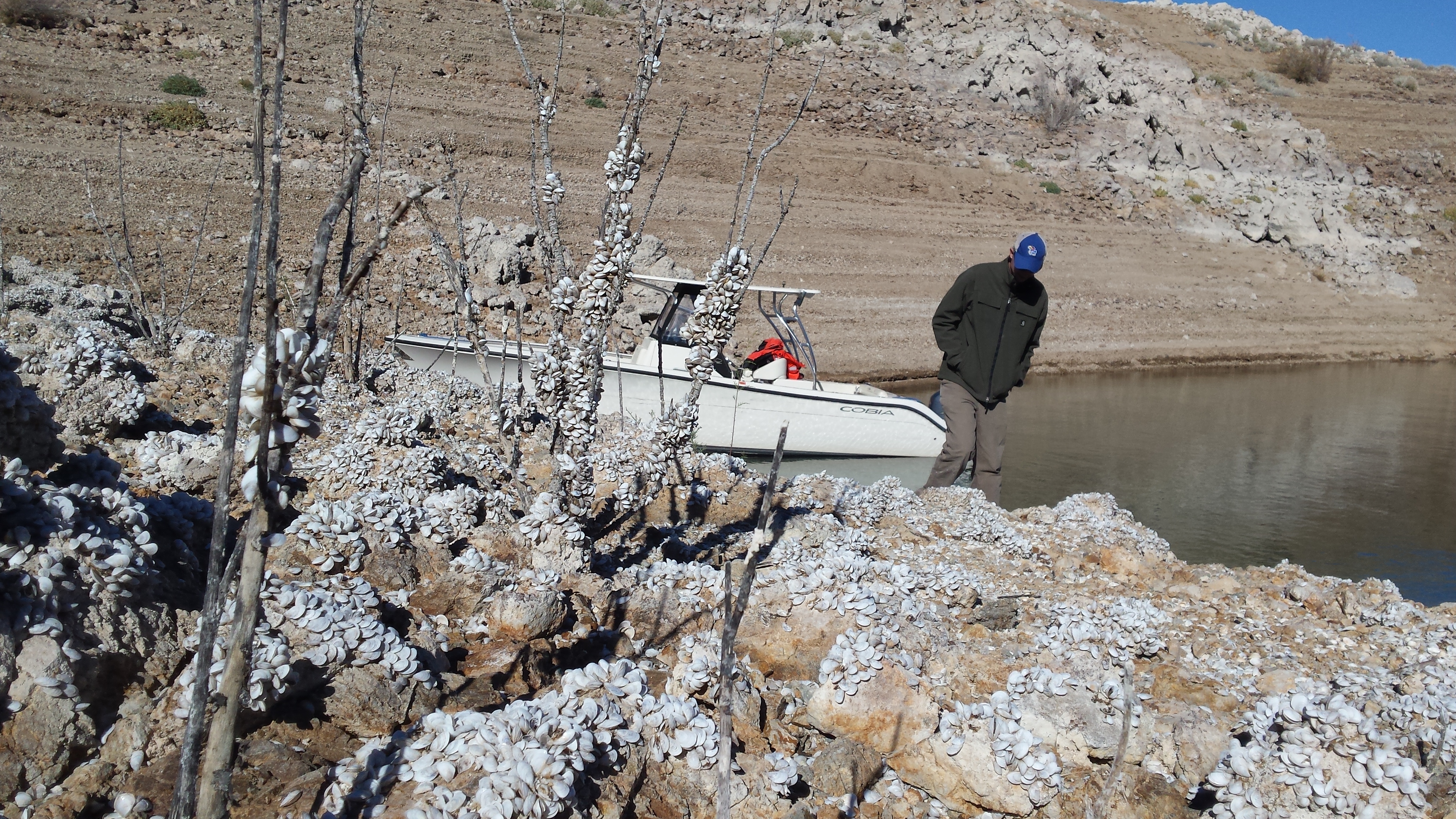 Quagga, Zebra, and Golden Mussels