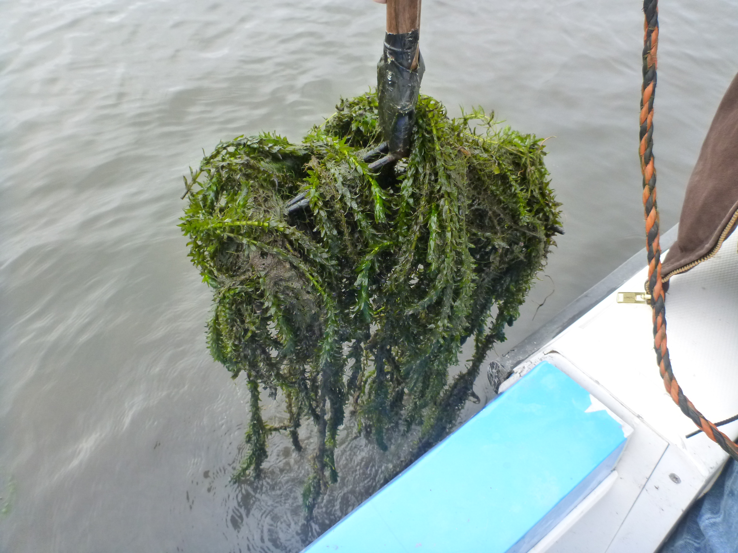 Submersed Aquatic Vegetation