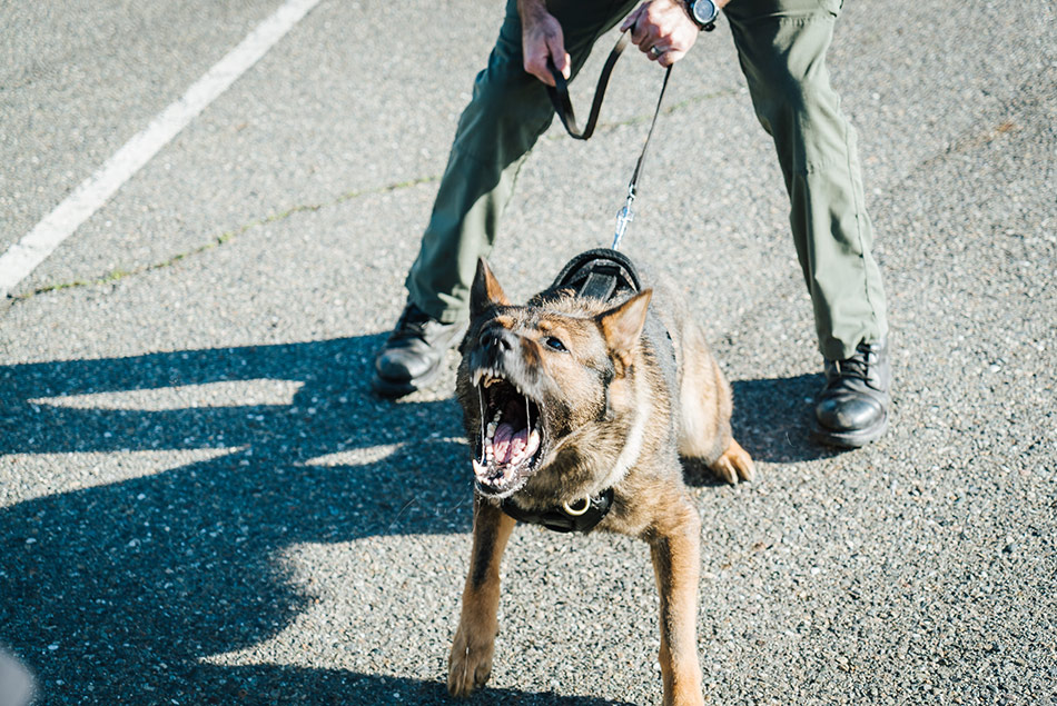 50th Anniversary of K-9 Program