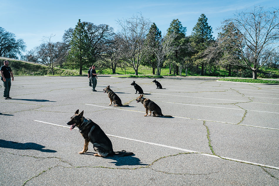 50th Anniversary of K-9 Program