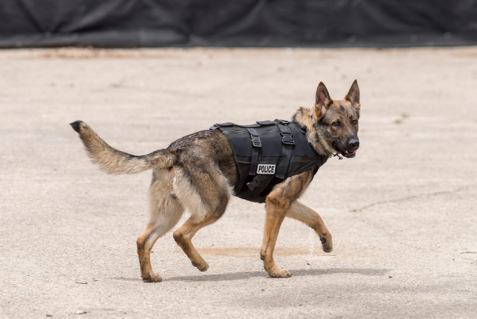 50th Anniversary of K-9 Program