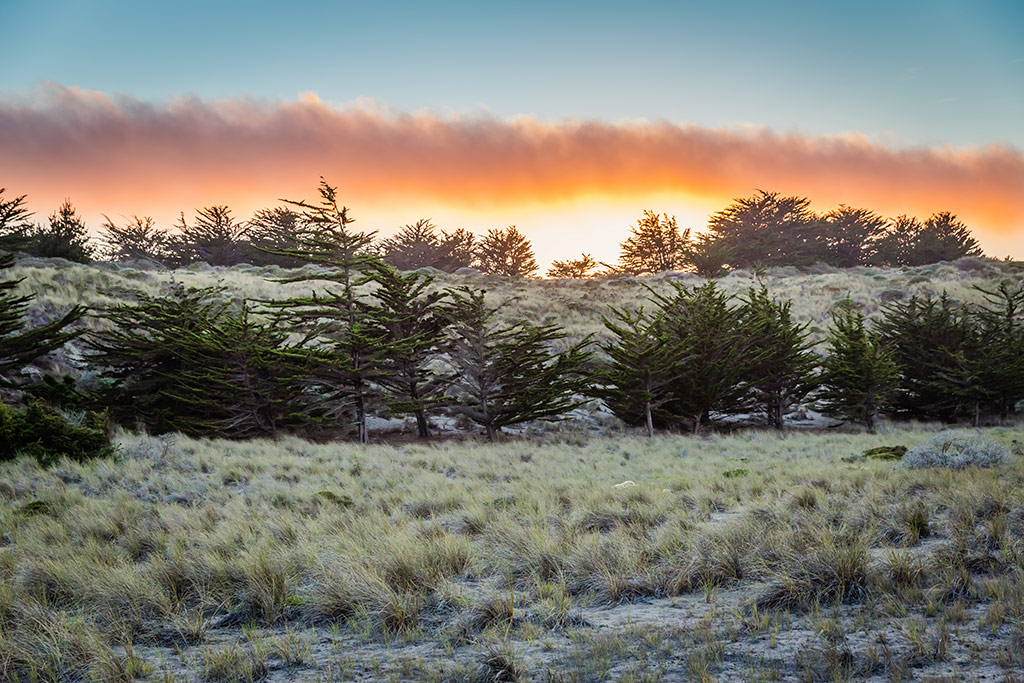 Sonoma Coast State Park