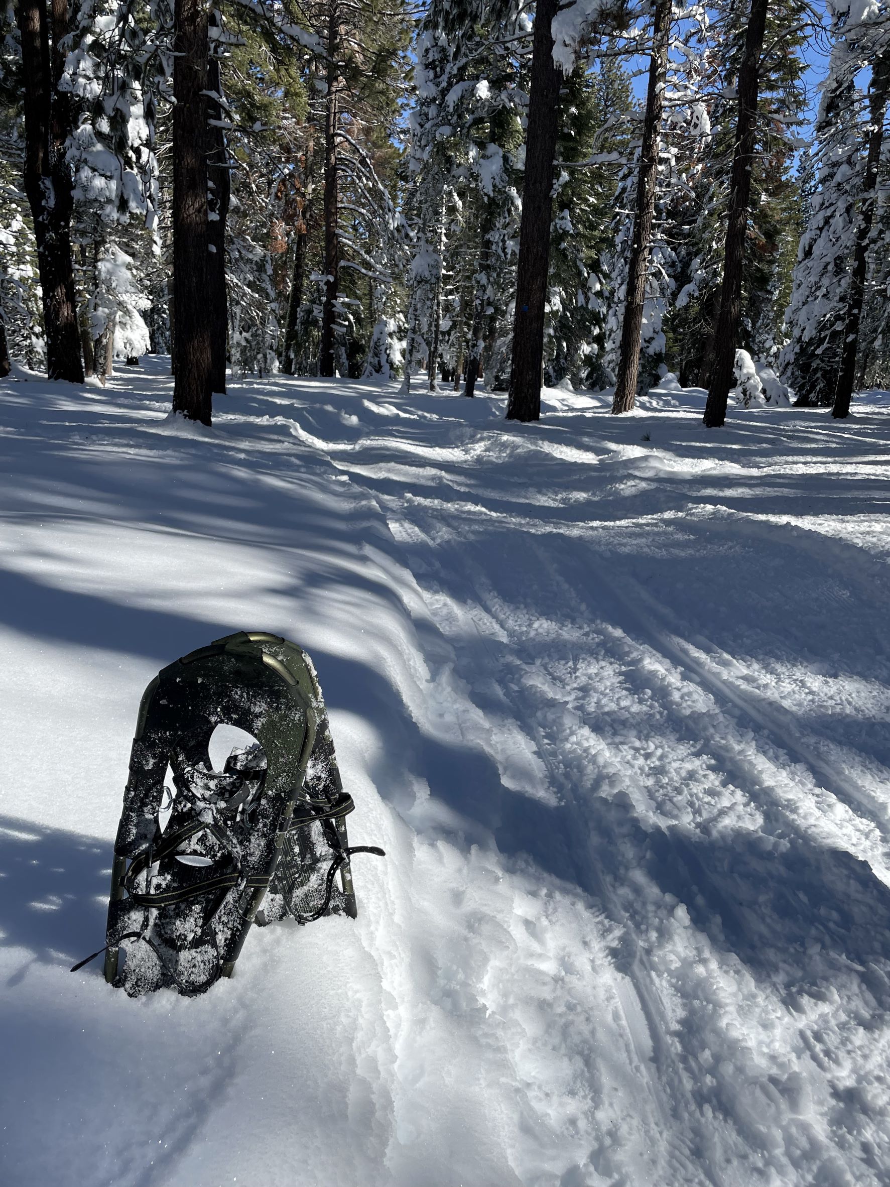 Ed Z'berg Sugar Pine Point SP