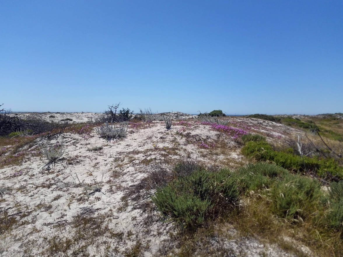 Asilomar State Beach