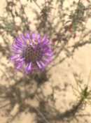 Plants of the Oceano Dunes District