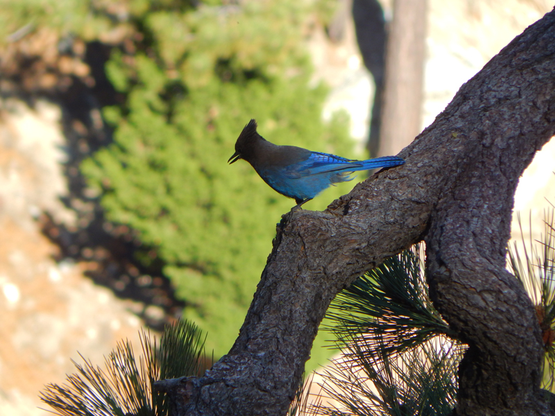 Steller’s Jay, Mount San Jacinto State Park — Steller’s Jays are bold ...