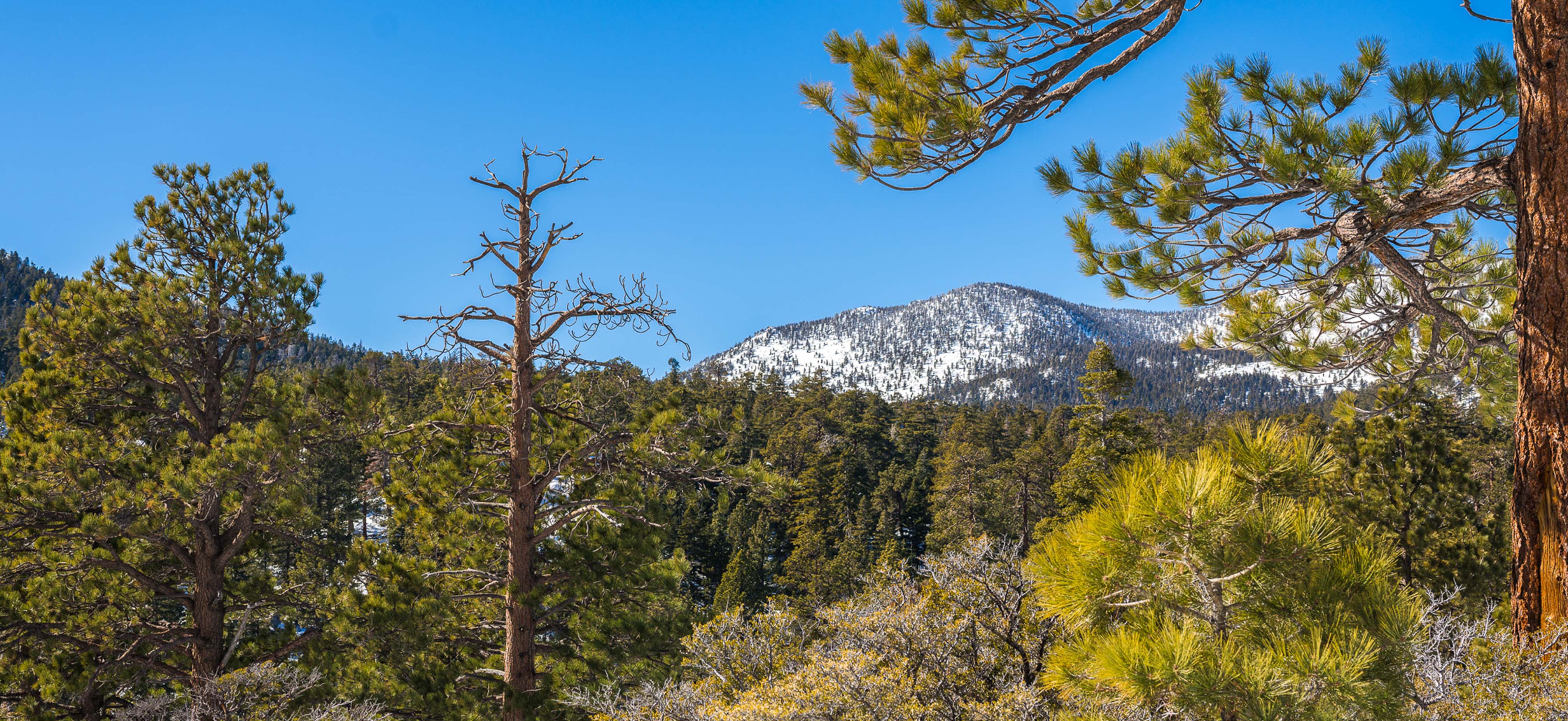 Mount San Jacinto SP Image Gallery