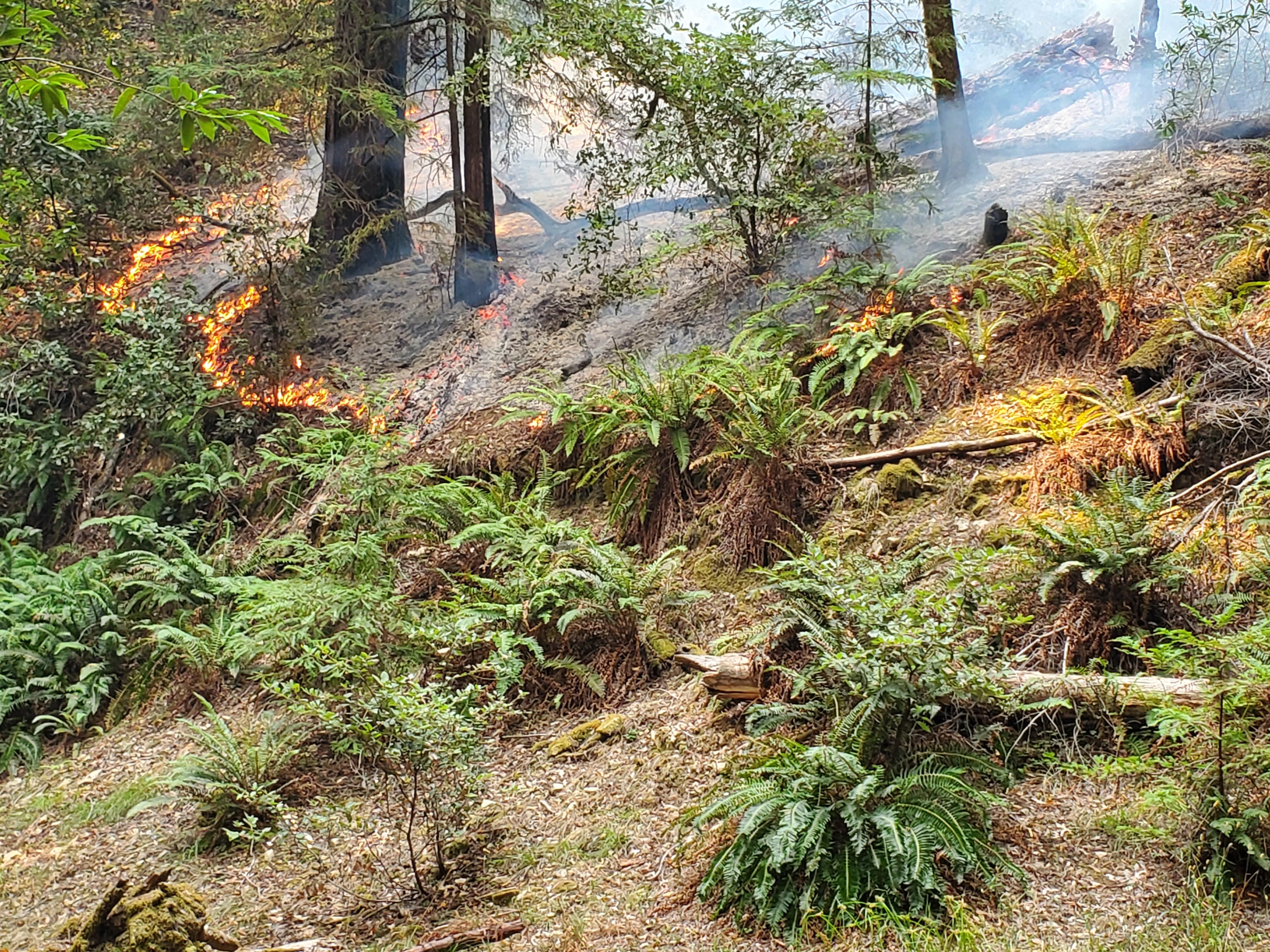 Armstrong Redwoods SNR Media Downloads