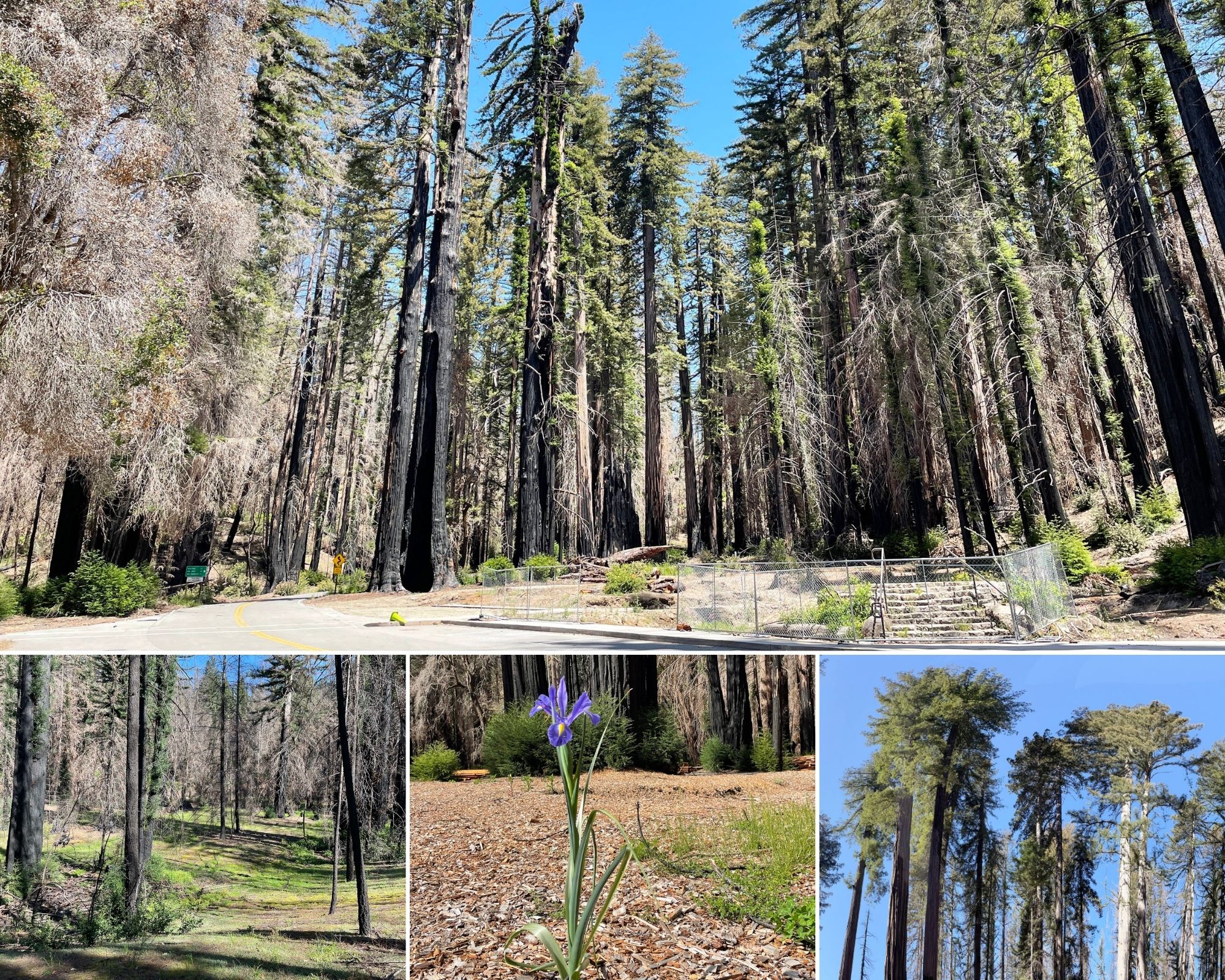 BIG BASIN UPDATE State Parks Shares Concept for a Connected ...