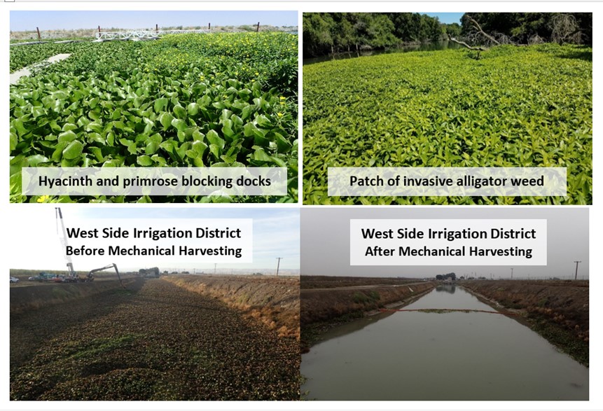 Division of Boating and Waterways to Begin Annual Control Efforts for ...