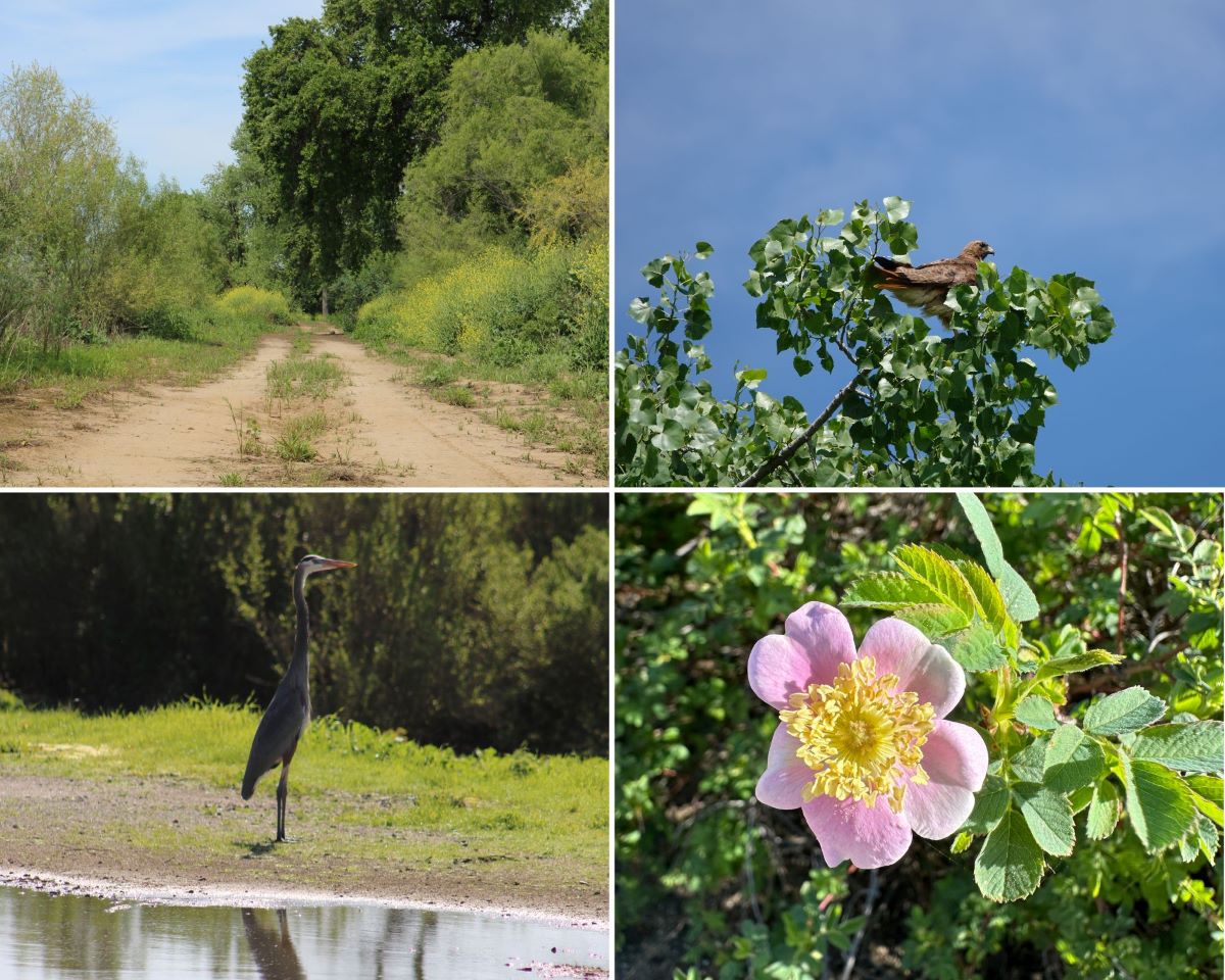 California State Parks Opens Two New Self-Guided Trails at Dos Rios