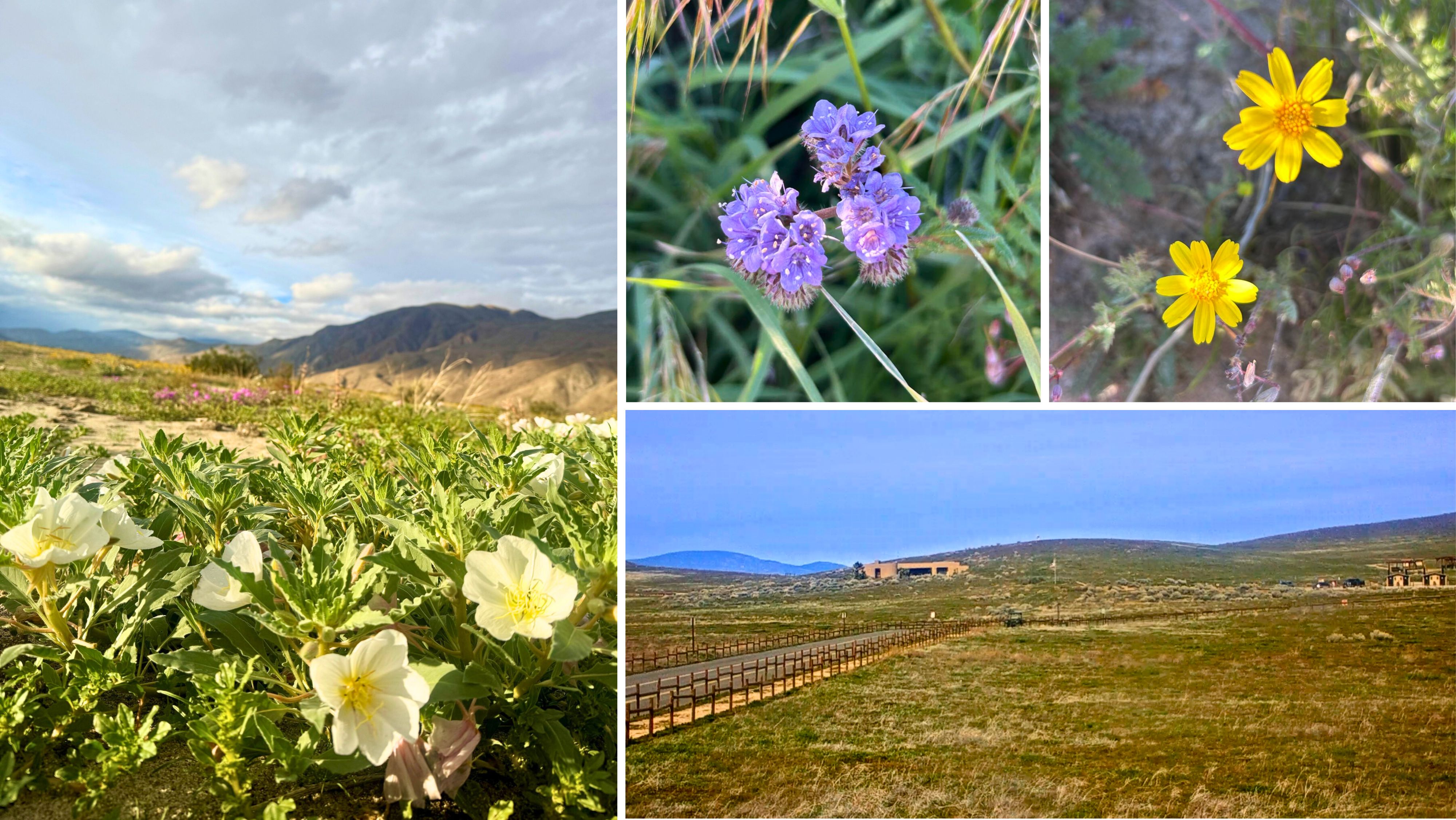 Moderate-to-Strong Colorful Wildflower Displays Expected at California ...